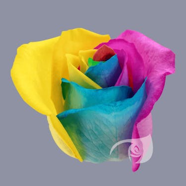 Long Stem Rainbow Roses